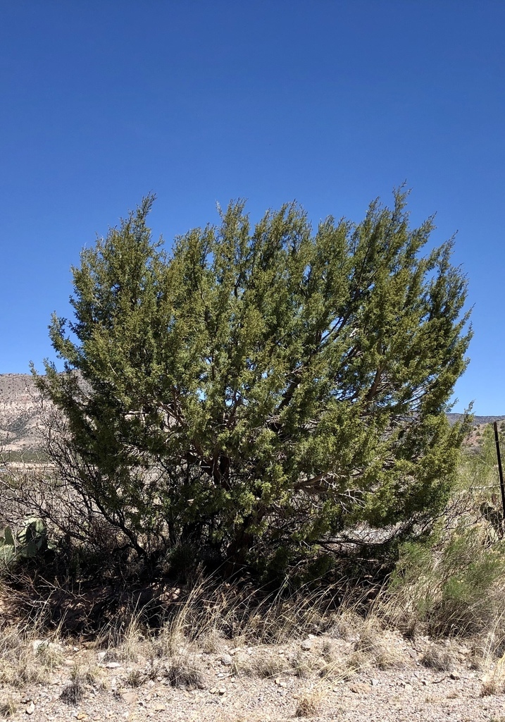 Juniperus monosperma - Common Bonsai,Shrub - Cherrystone Juniper ...