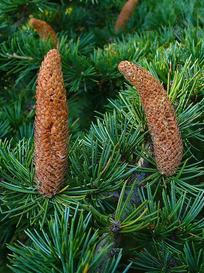Cedrus libani - Common Bonsai,Conifer,Medicinal Herbs - Cedar Of ...