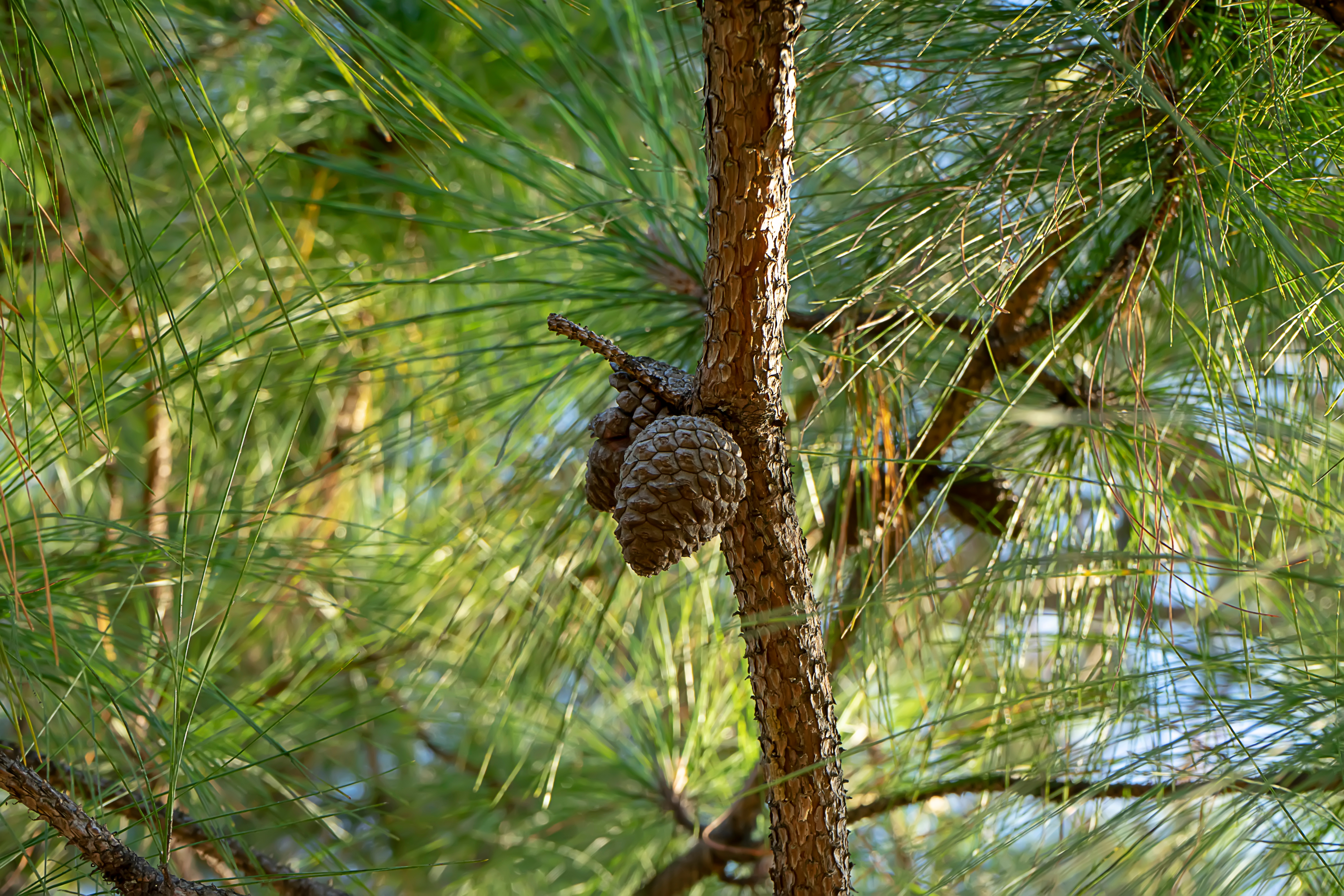 Pinus kesiya - Conifer,Evergreen Leaves,Tree,Web page Navigation ...