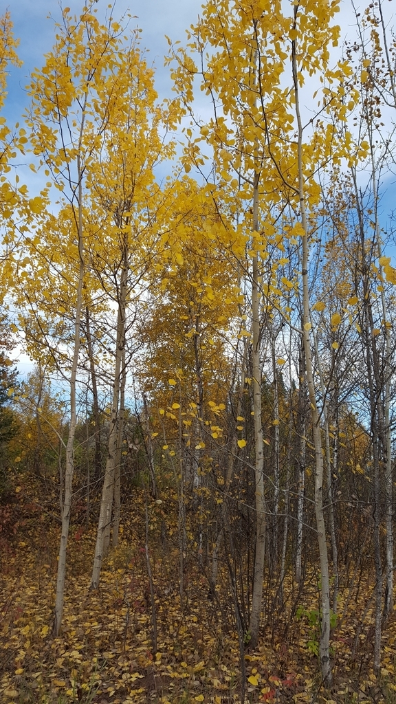 Populus grandidentata - Deciduous,Tree,Web page Navigation - Bigtooth Aspen