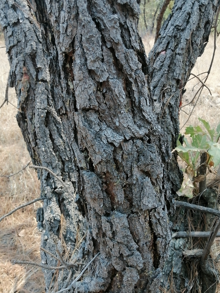 Pinus oocarpa - Conifer - Egg-cone Pine, Mexican Yellow Pine, Ocote ...