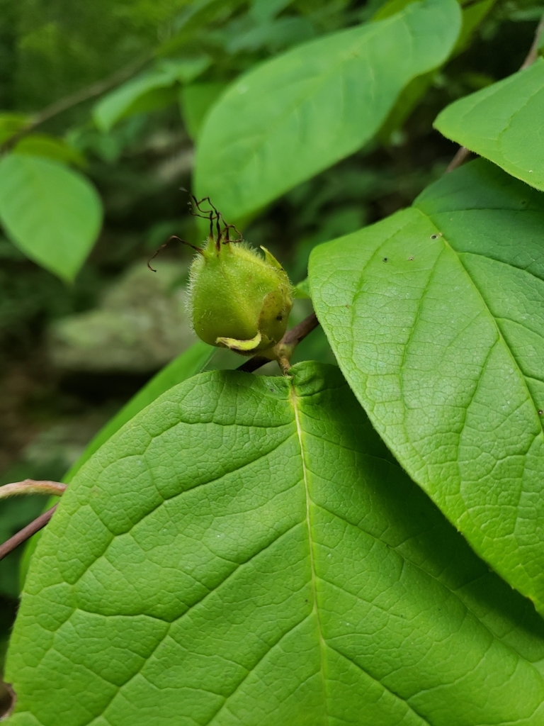 Stewartia ovata - Flowering Tree - Mountain Camellia, Mountain ...