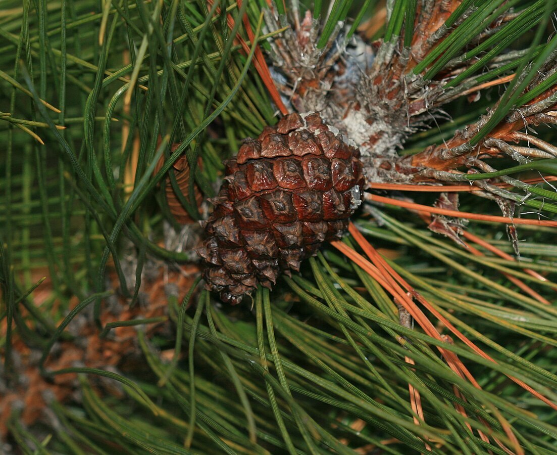 Pinus tabuliformis - Conifer,Medicinal Herbs,Tree,Web page Navigation ...