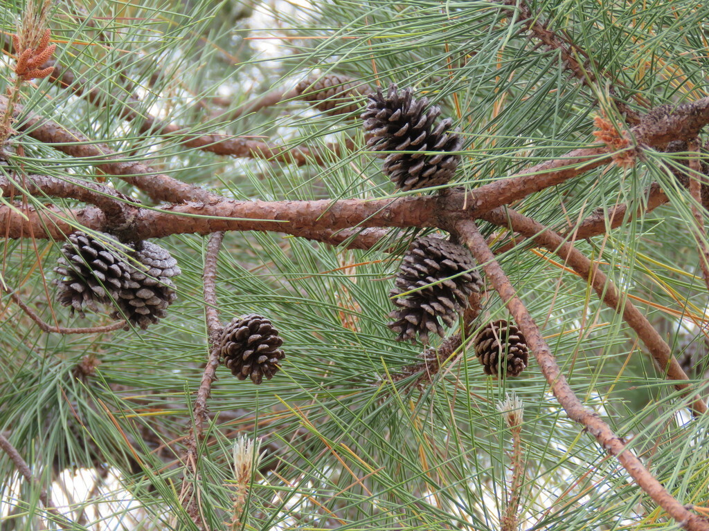 Pinus teocote - Conifer,Tree,Web page Navigation - Aztec Pine, Teocote ...