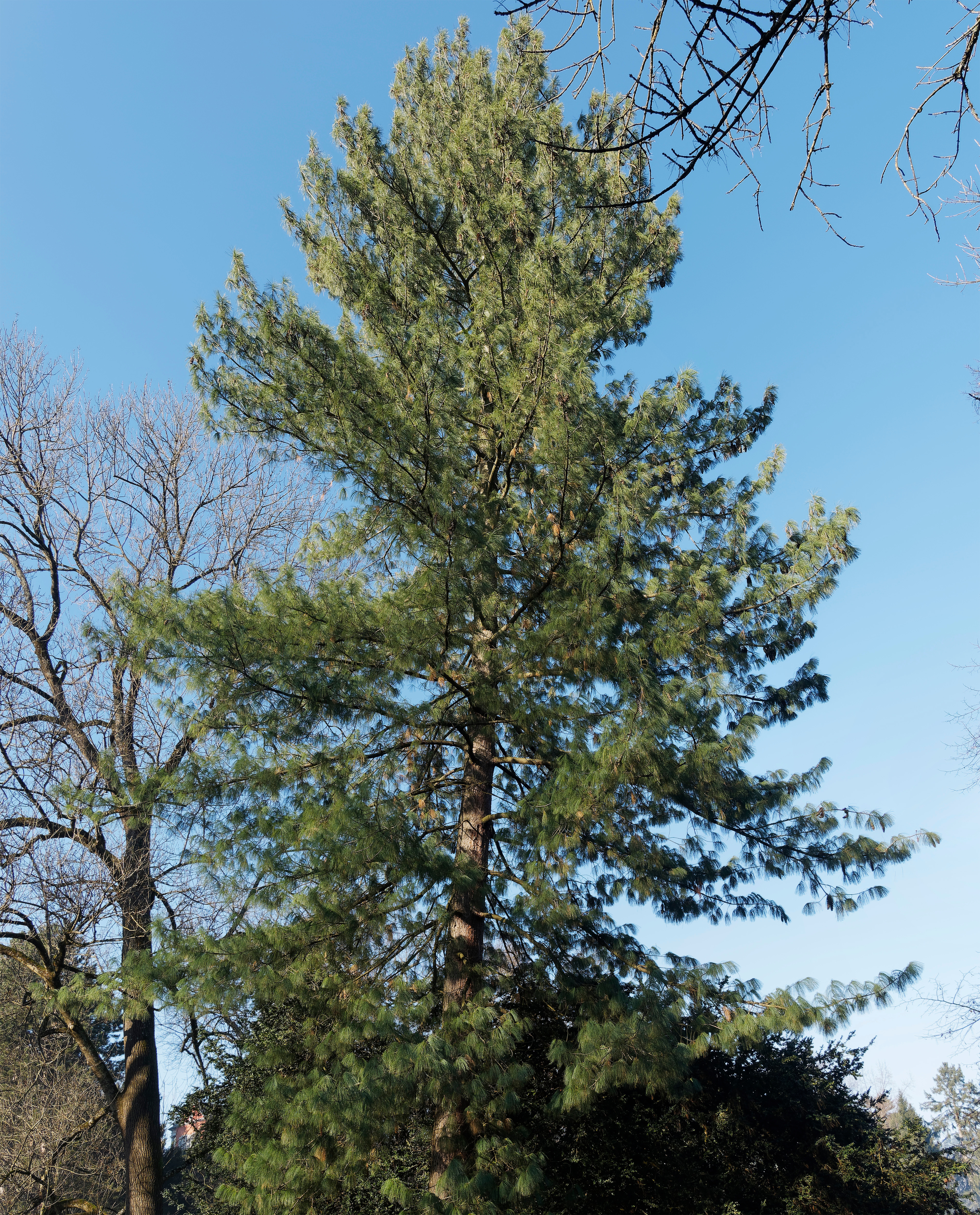 Pinus wallichiana - Conifer - Bhutan Pine, Blue Pine, Himalayan White Pine