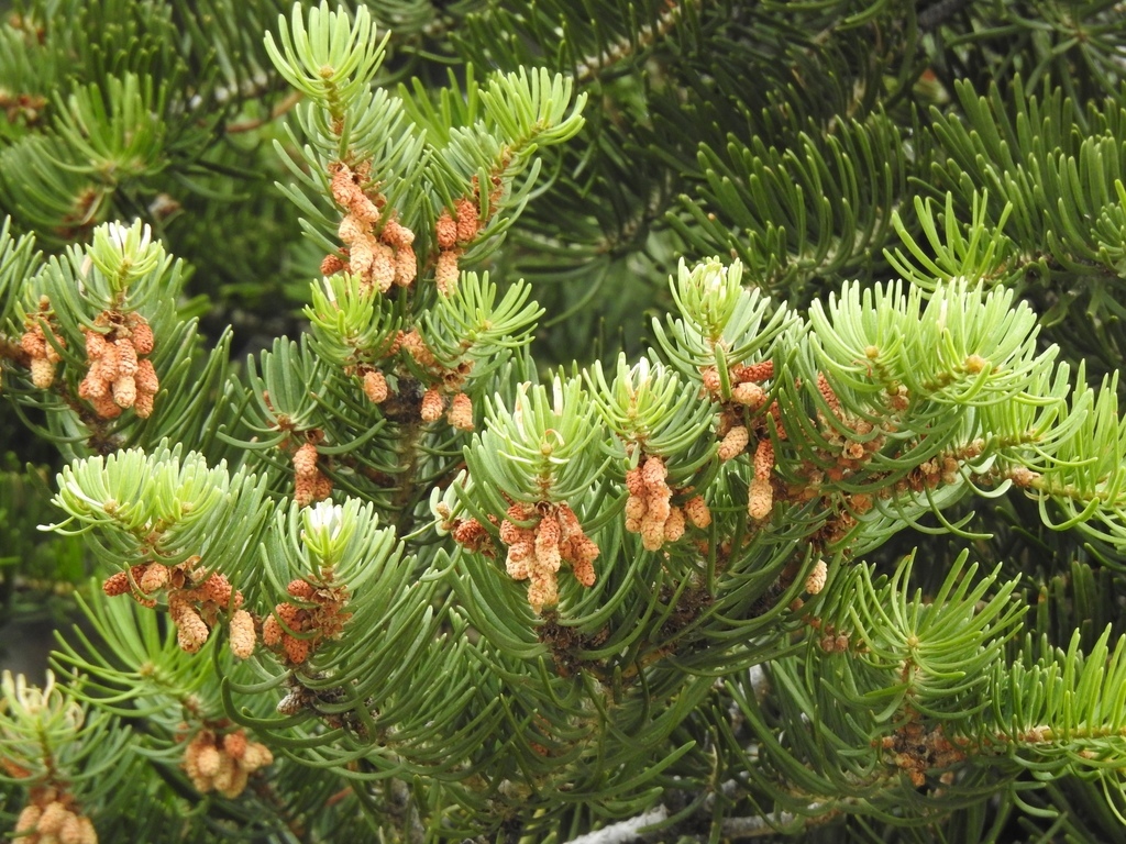 Abies concolor ssp. concolor AZ, Kaibab - Conifer - Concolor Fir, White Fir