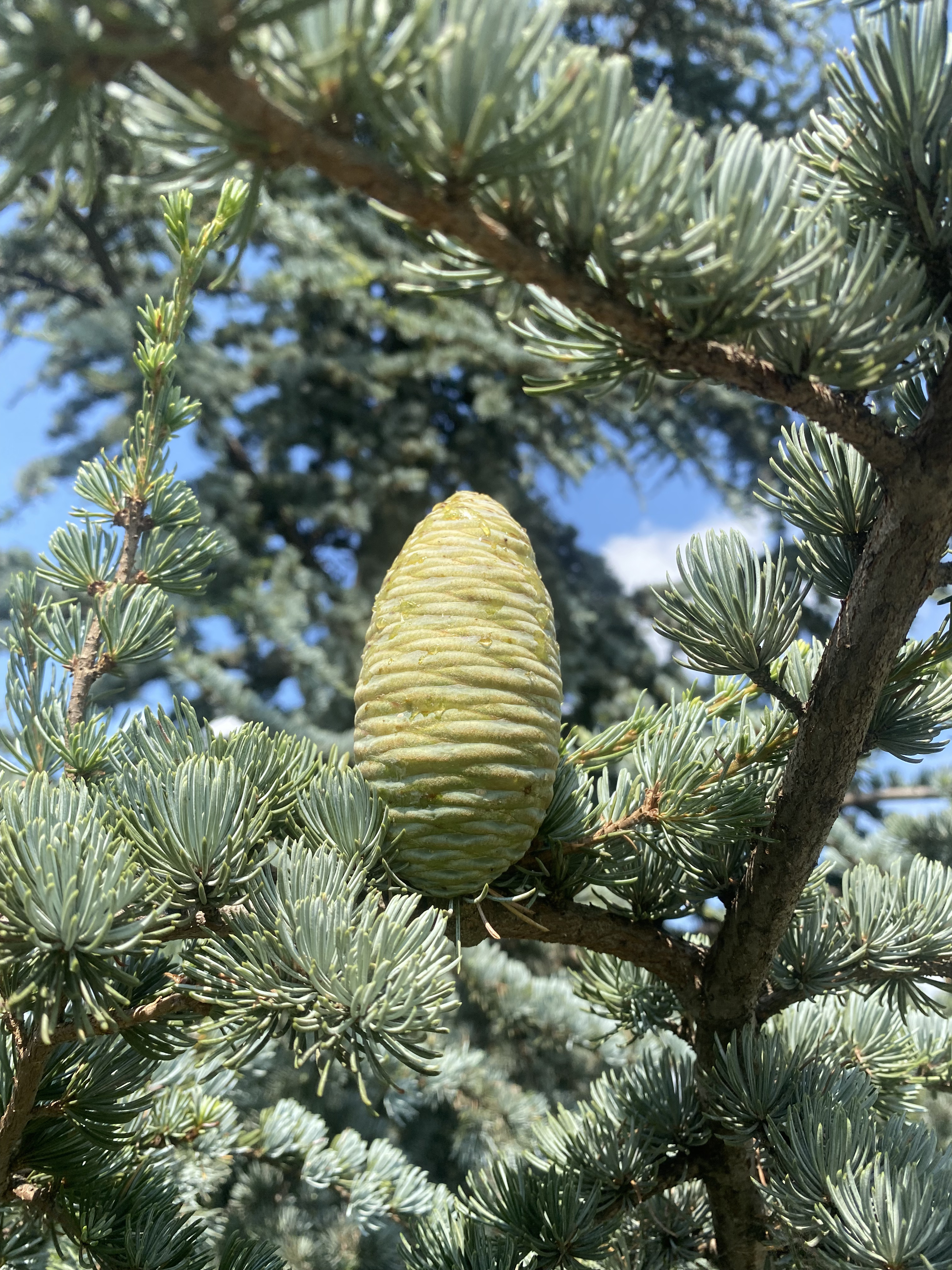 Abies grandis Inland Ecotype - Conifer - Clearwater Grand Fir, Giant ...