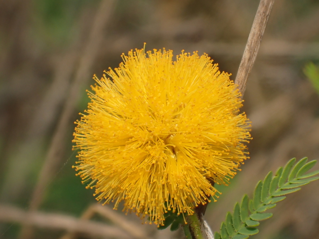 Acacia farnesiana - Flowering Tree,Medicinal Herbs,Tree,Web page ...