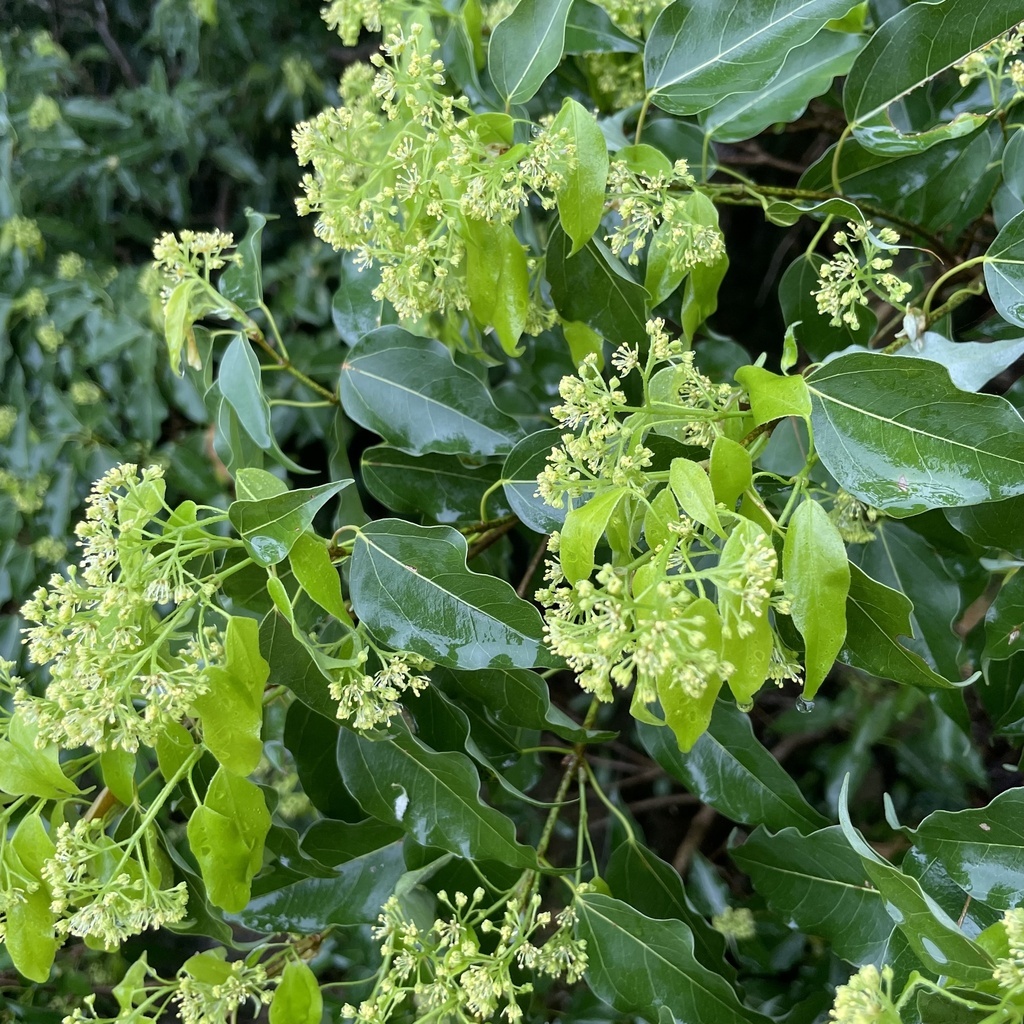 Acer oblongum - Hardwood - Flying Moth Maple, Flying Moth Tree ...