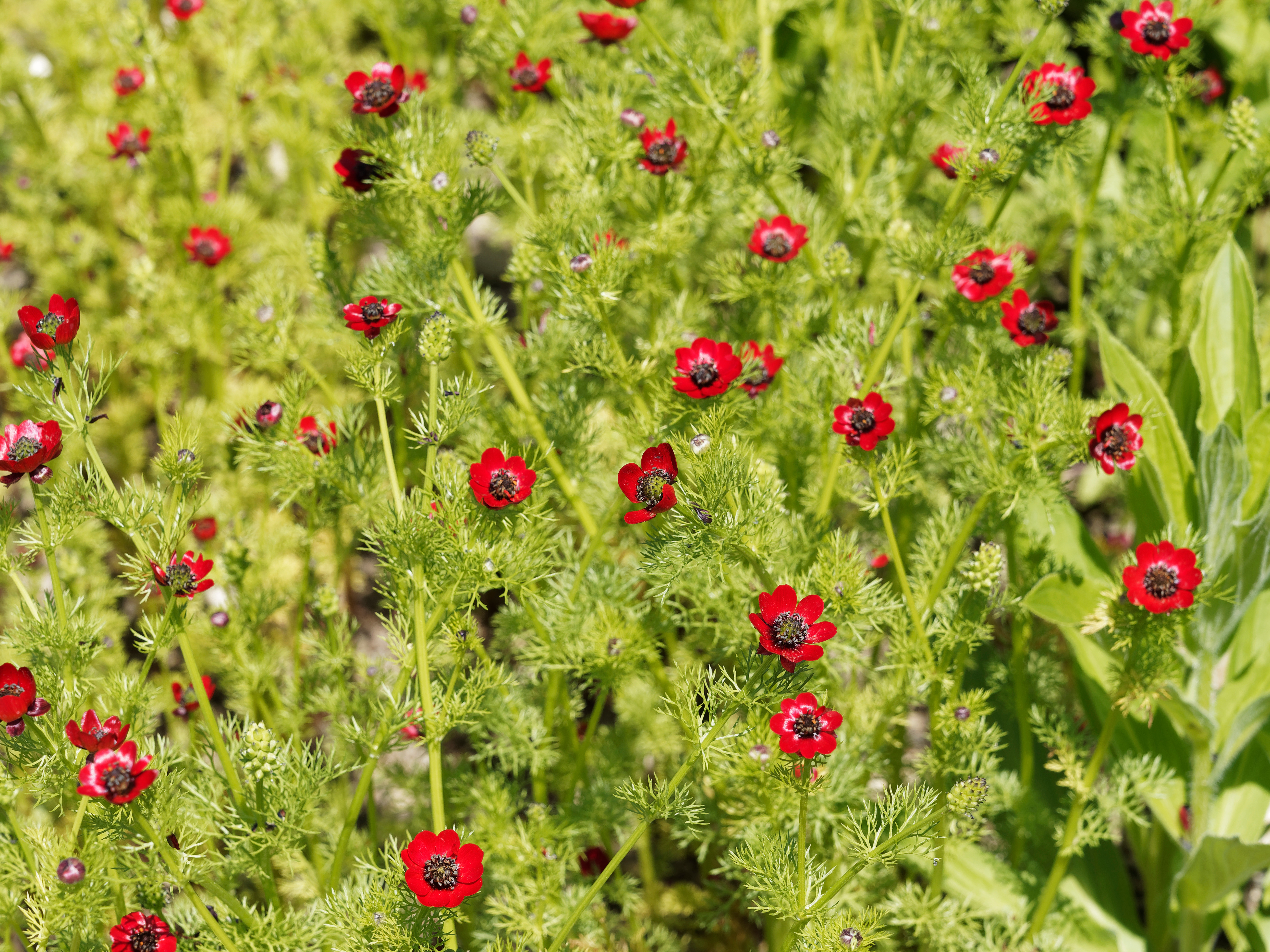 Adonis aestivalis - Annual,Flower,Herbaceous Plants,Medicinal Herbs,Web ...