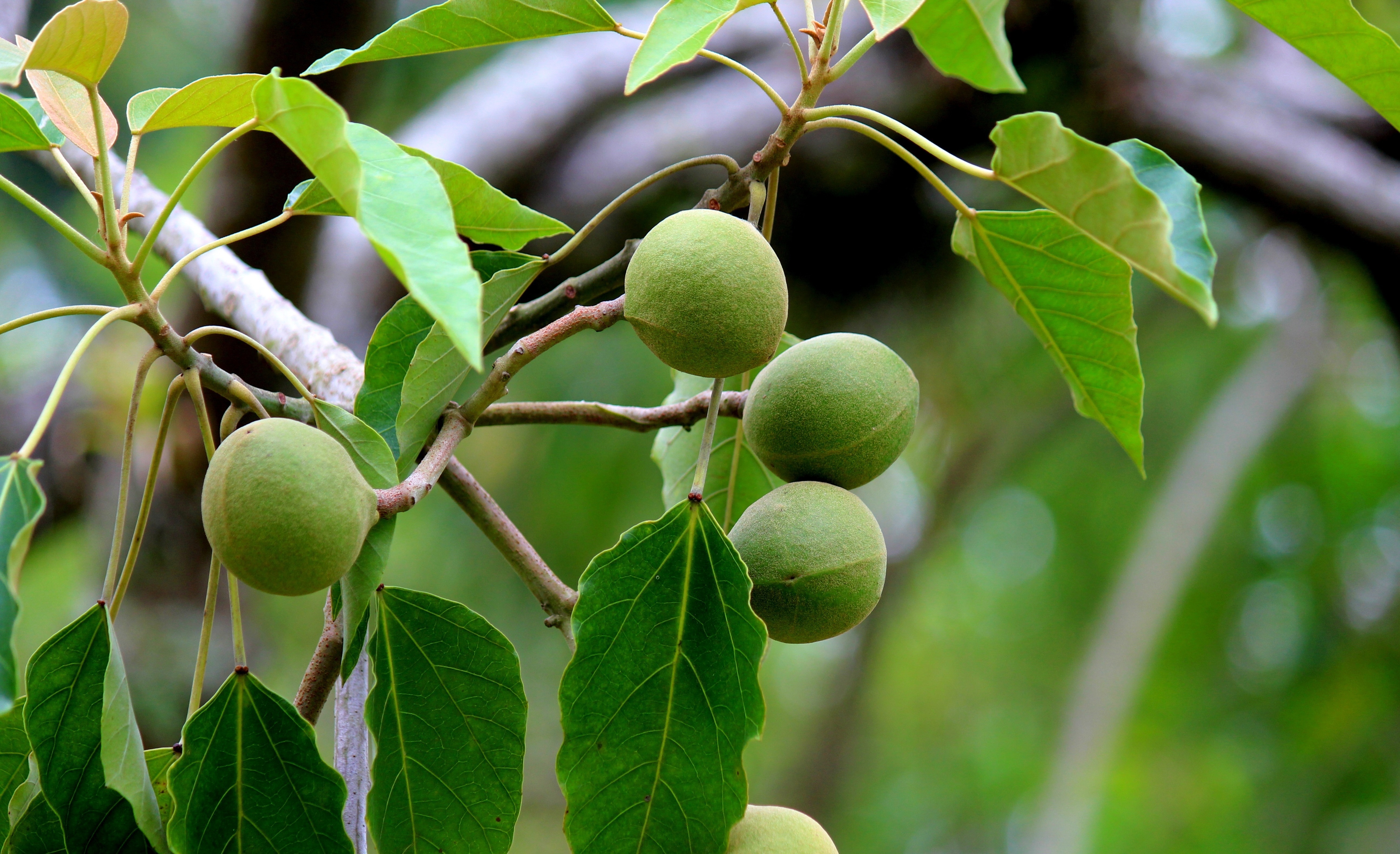 Aleurites moluccana - Web page Navigation - Candlenut Tree, Indian ...