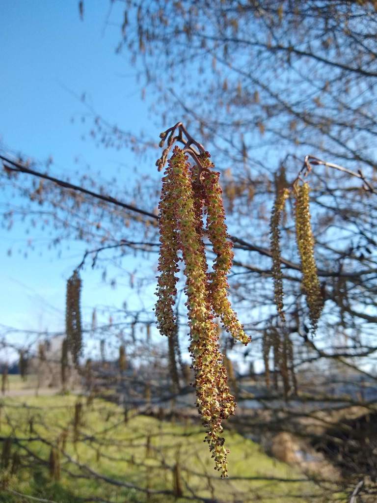 Alnus rhombifolia - Deciduous - Sierra Alder, White Alder