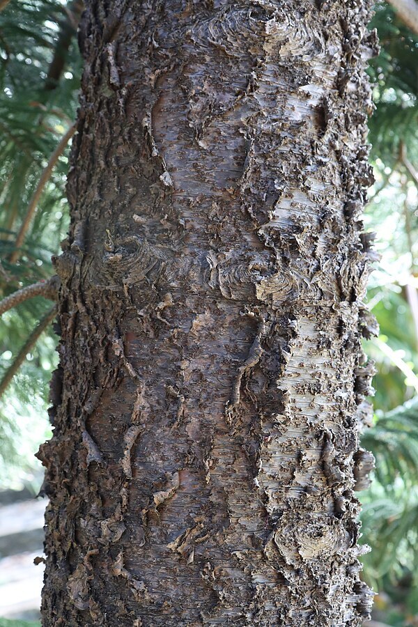 Araucaria columnaris - Conifer,Evergreen Leaves,Tree,Web page ...