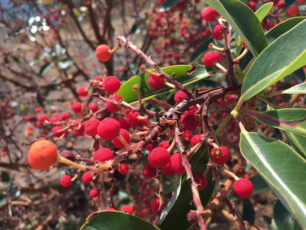 Arbutus menziesii clean seed - Ornamental Fruit - Madrona, Pacific Madrone