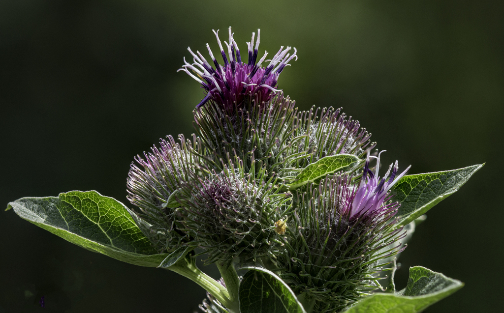 Arctium Minus Uses