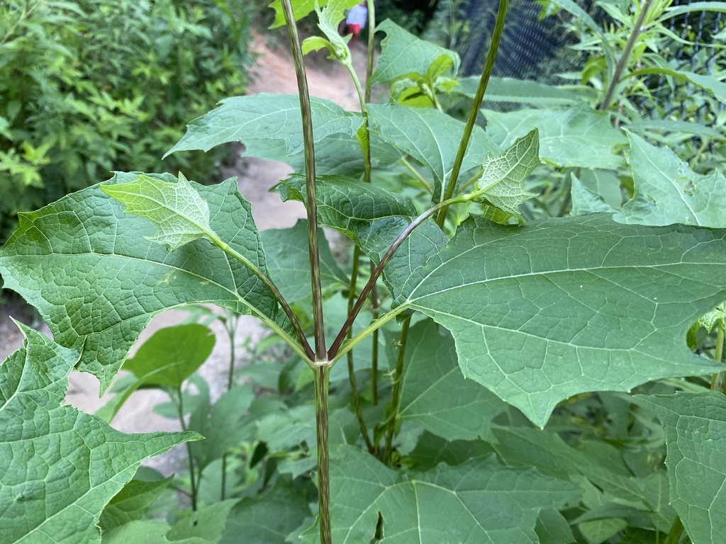 Smallanthus uvedalia - Herb and Grass Seeds,Herbaceous Plants,Medicinal ...