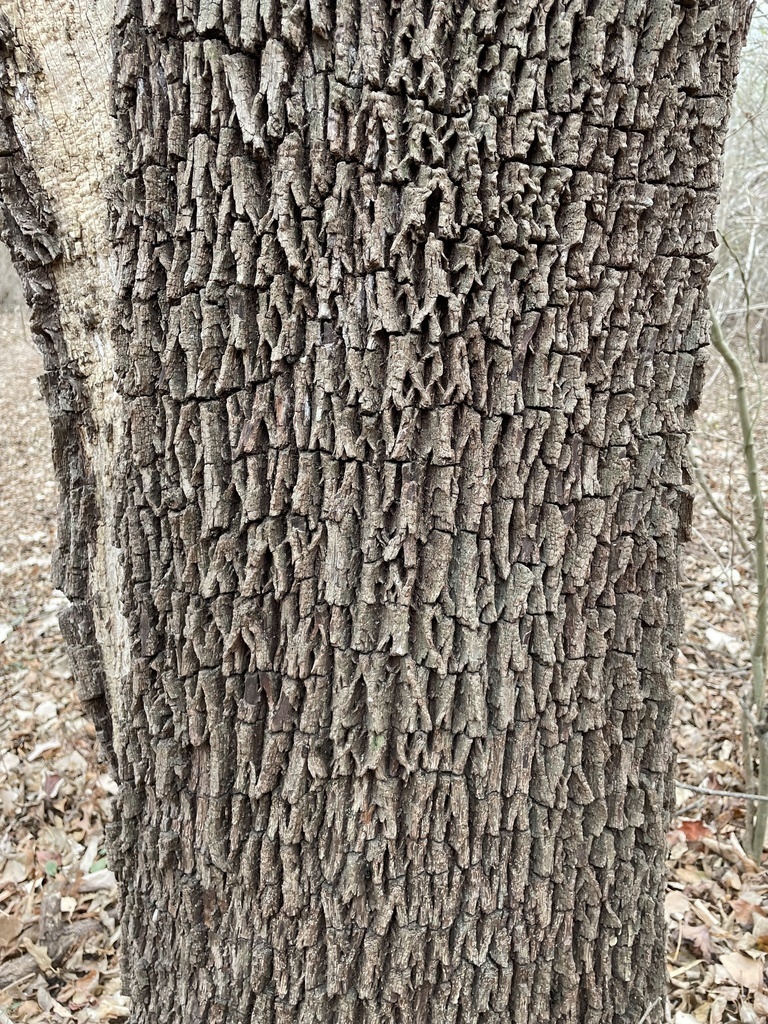 Bumelia lanuginosa - Flowering Tree - Black Haw, Chittamwood, Gum Bully ...