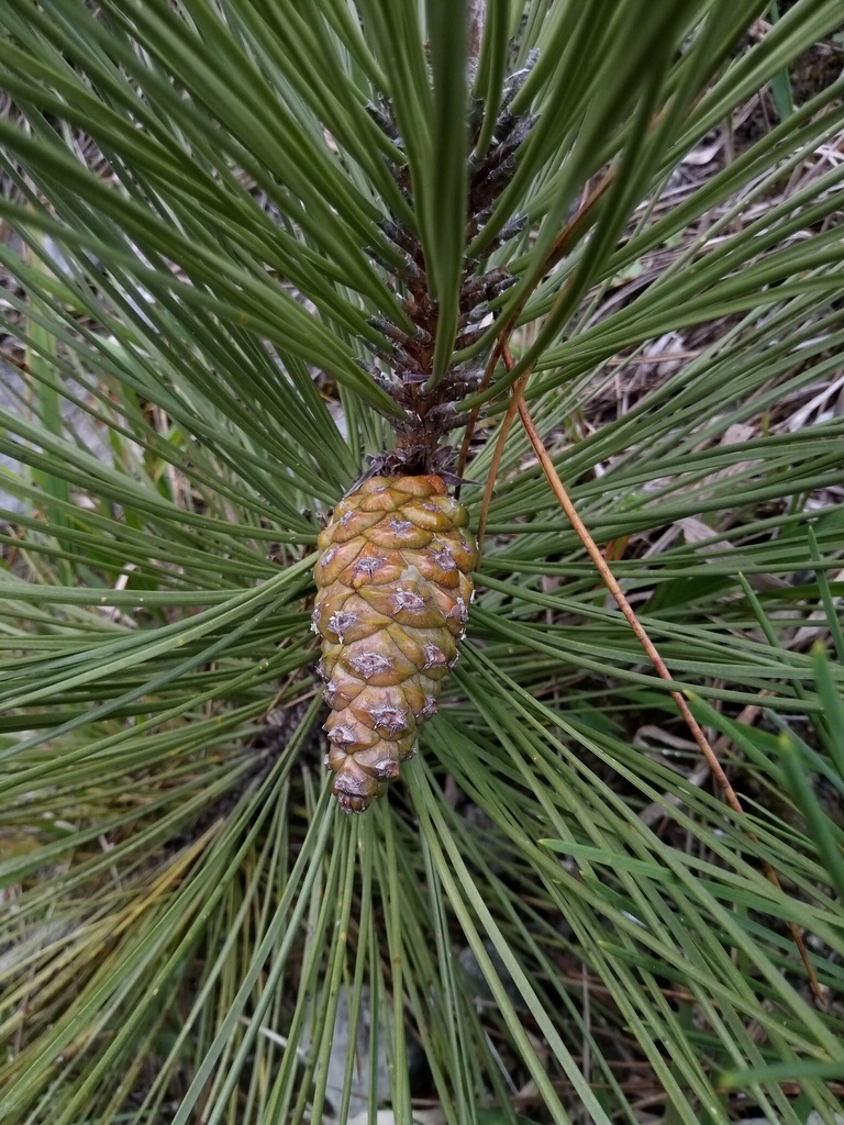 Pinus nigra Canada - Common Bonsai,Web page Navigation - Austrian Pine ...