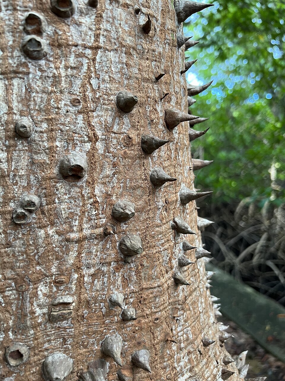 Ceiba pentandra - Web page Navigation - Java Cotton, Java Kapok, Kapoktree