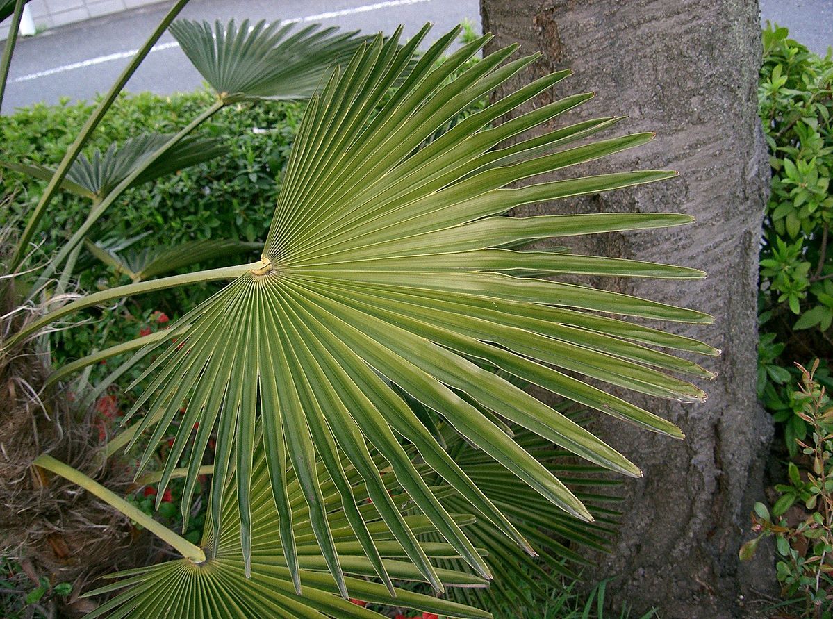 Trachycarpus fortunei 'Wagnerianus' - Web page Navigation - Wagner Palm ...