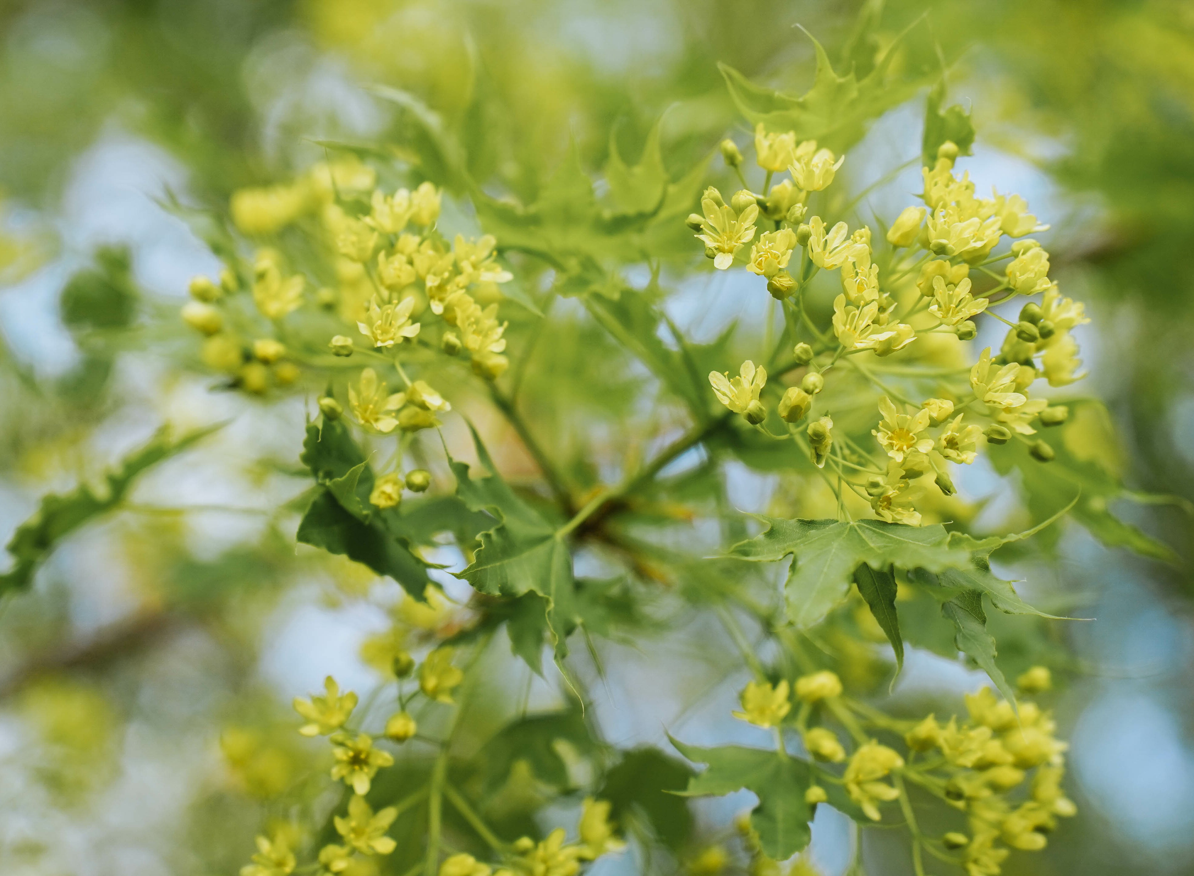 Acer truncatum - Common Bonsai,Hardwood - Purpleblow Maple, Shandong ...