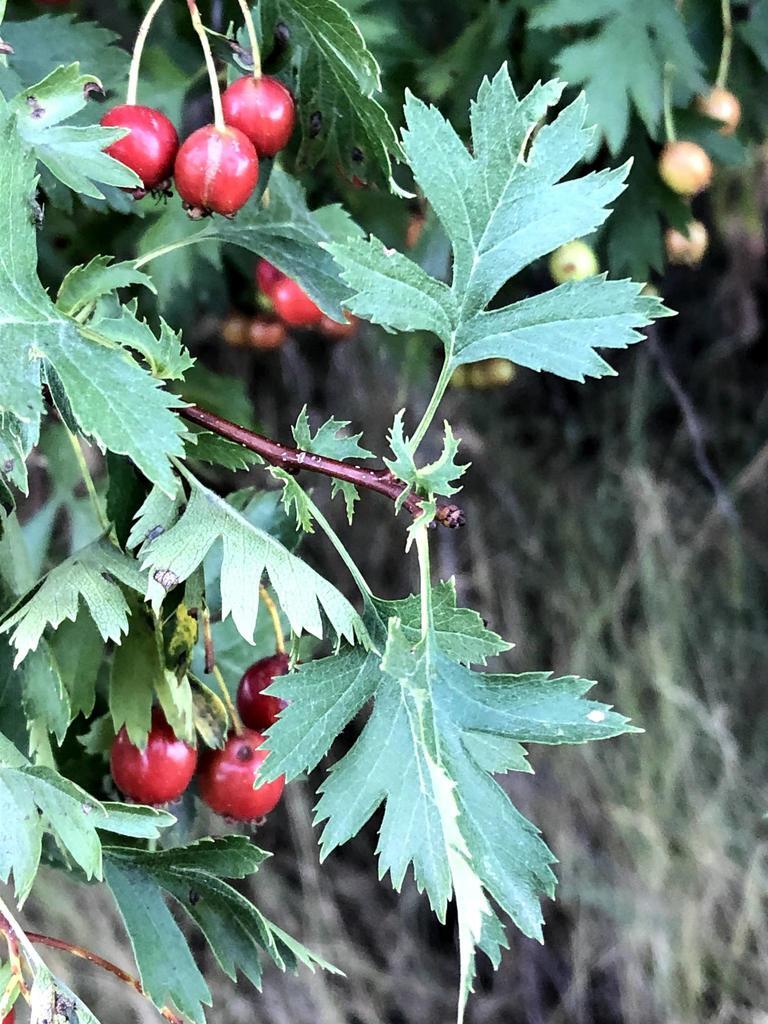 Crataegus ambigua - Common Bonsai,Ornamental Fruit - Russian Hawthorn