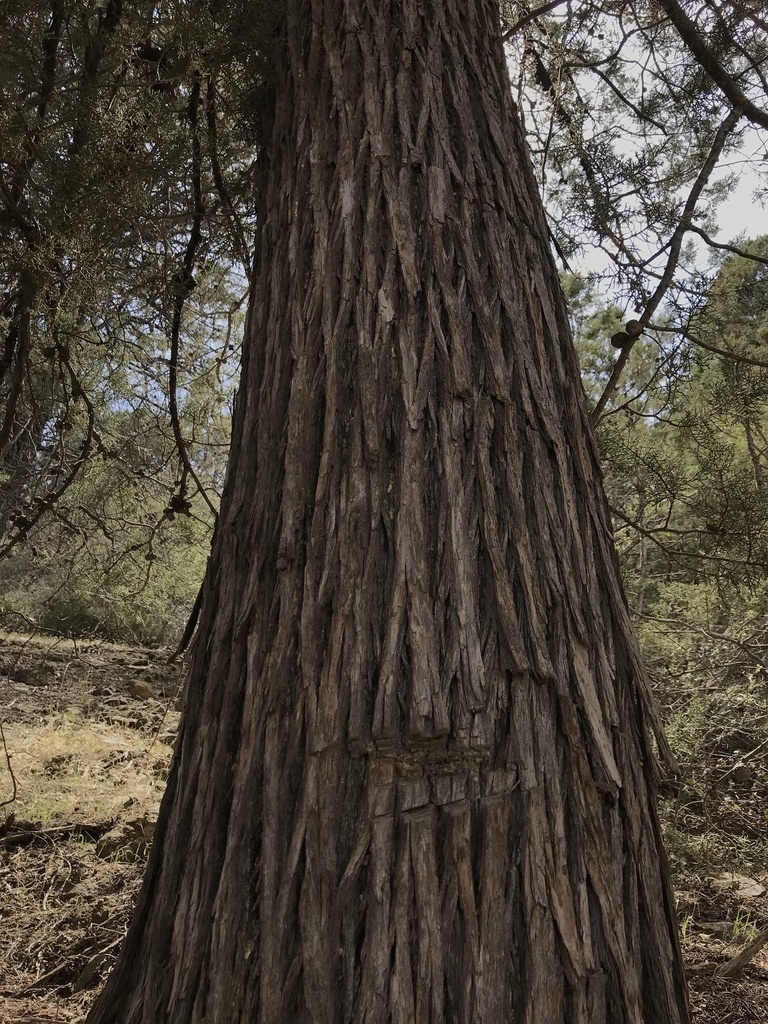 Hesperocyparis nevadensis - Common Bonsai,Conifer - Piute Cypress
