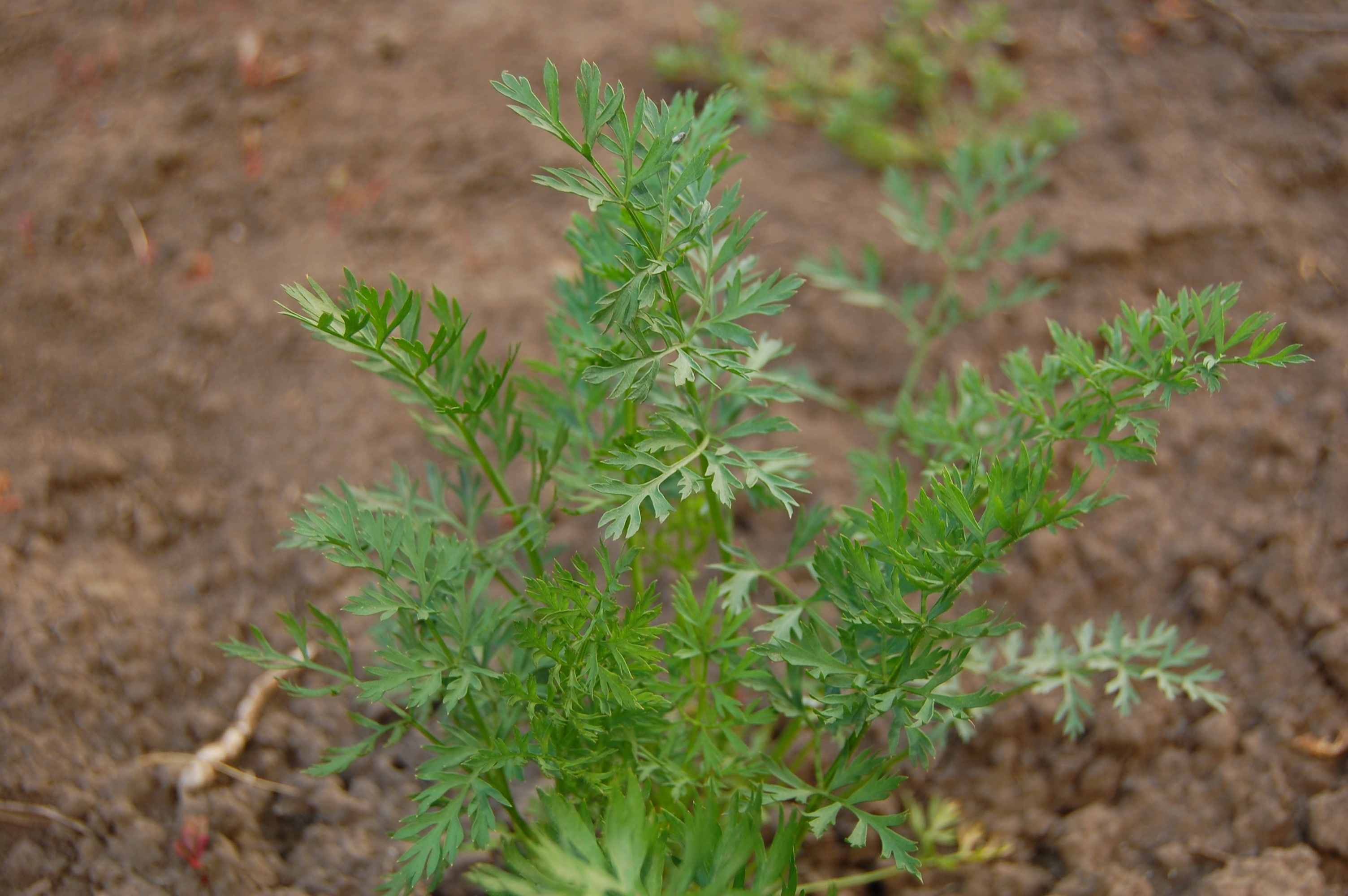 Daucus carota - Biennial,Herbaceous Plants,Medicinal Herbs,Wildflowers ...