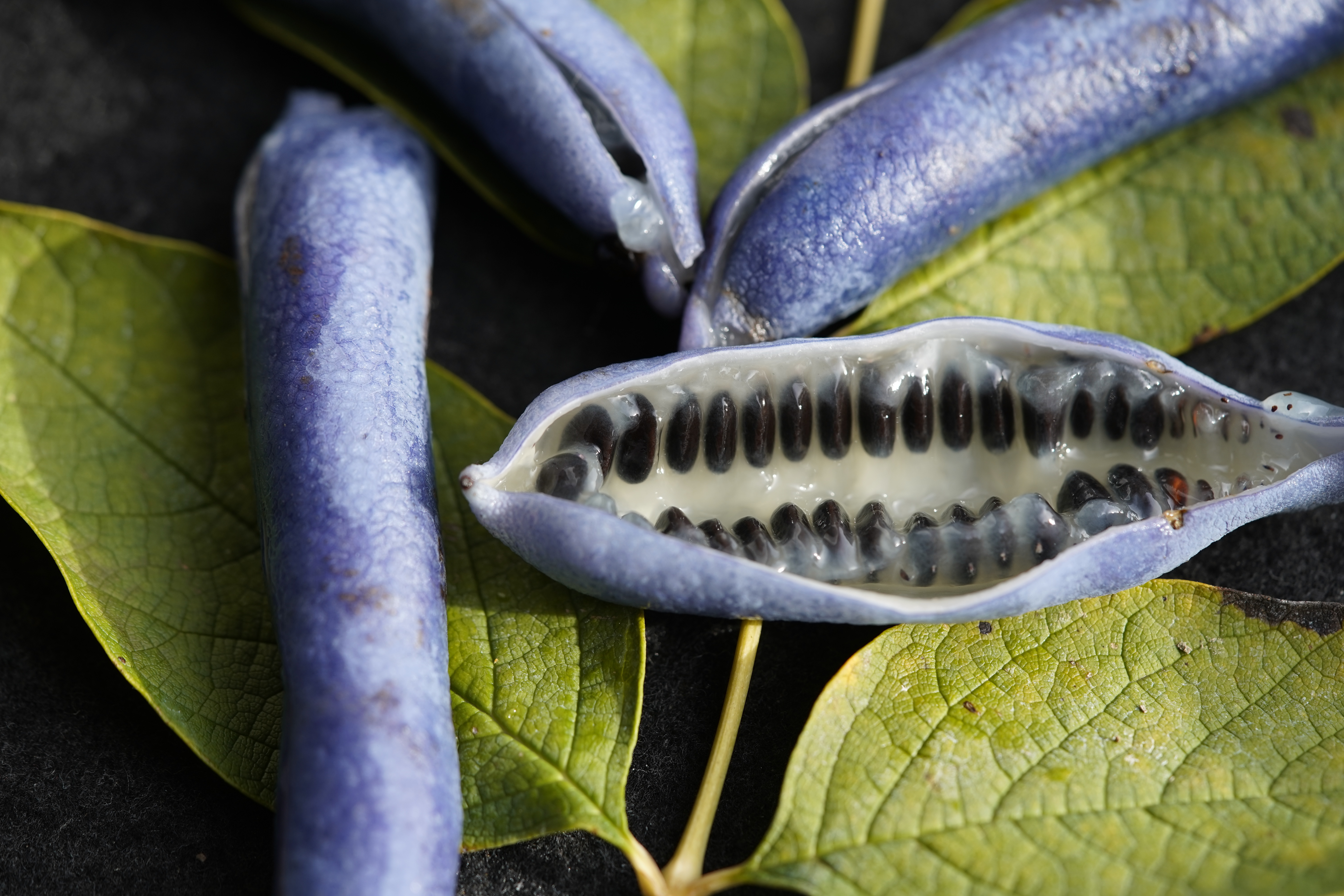 Decaisnea fargesii - Shrub - Blue Sausage Fruit, Blue-bean, Dead Man's ...