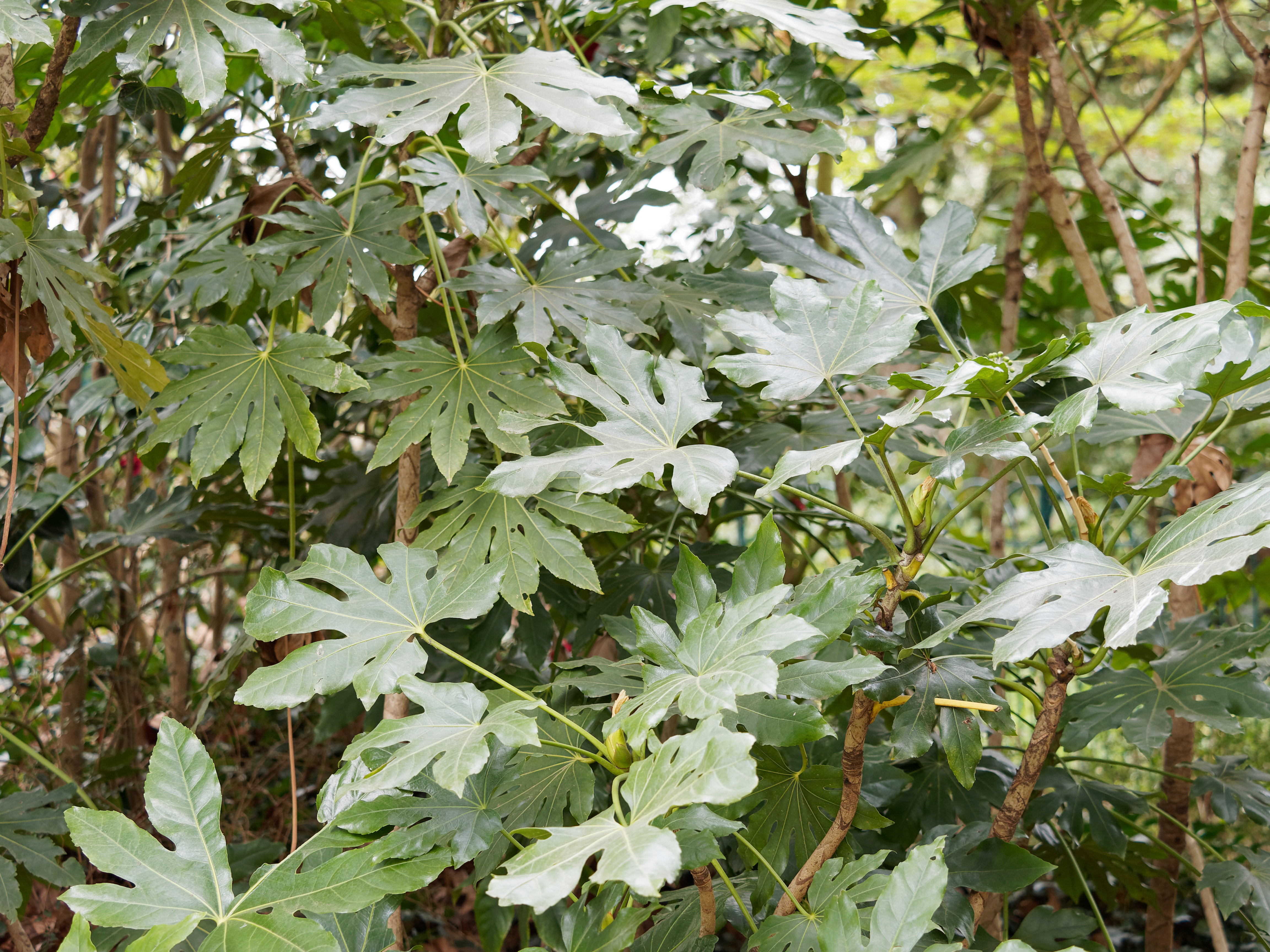 Fatsia japonica - Herbaceous Plants,Shrub - Japanese Aralia, Japanese ...