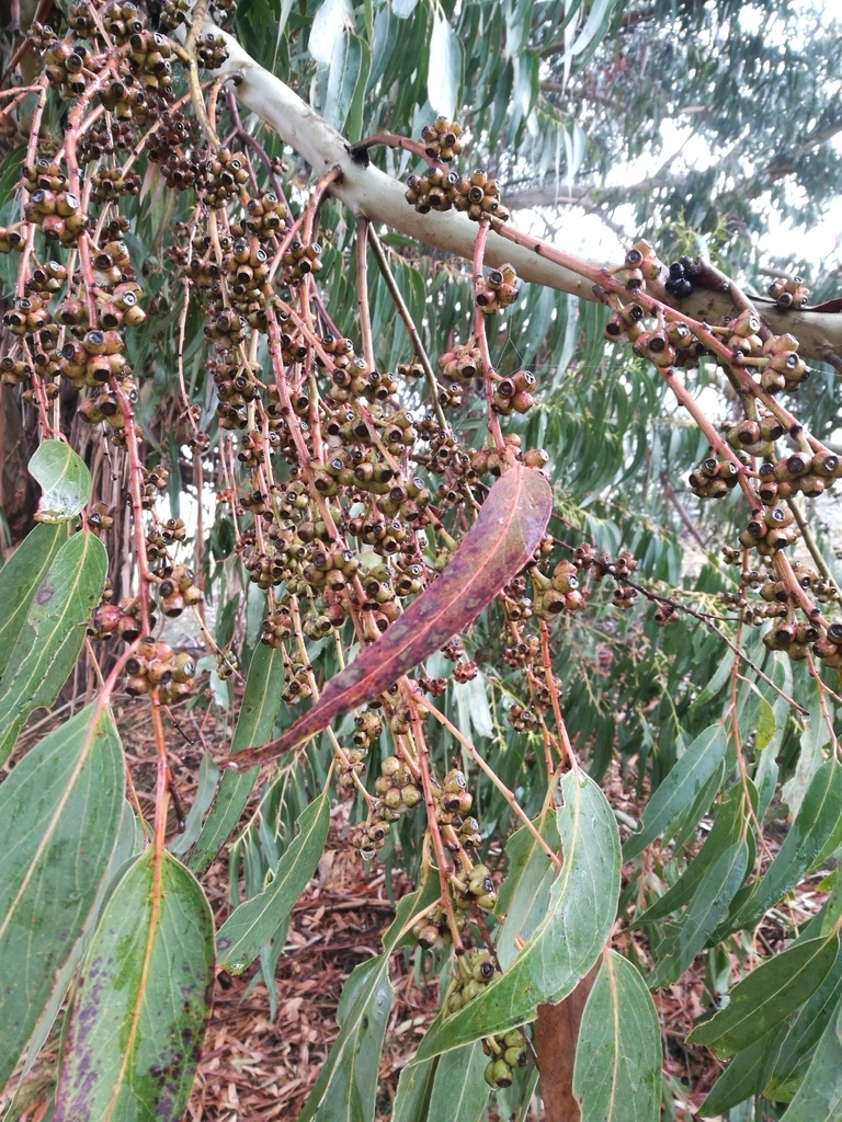 Eucalyptus nitens - Hardwood - Shining Gum
