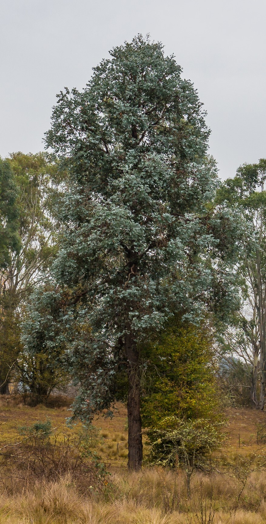 Eucalyptus cinerea - Web page Navigation - Silver Dollar Tree, Argyle Apple