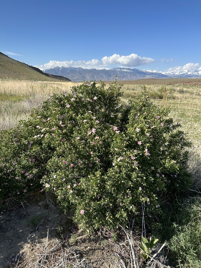 Rosa woodsii - Shrub - Common Wild Rose, Mountain Rose, Woods' Rose