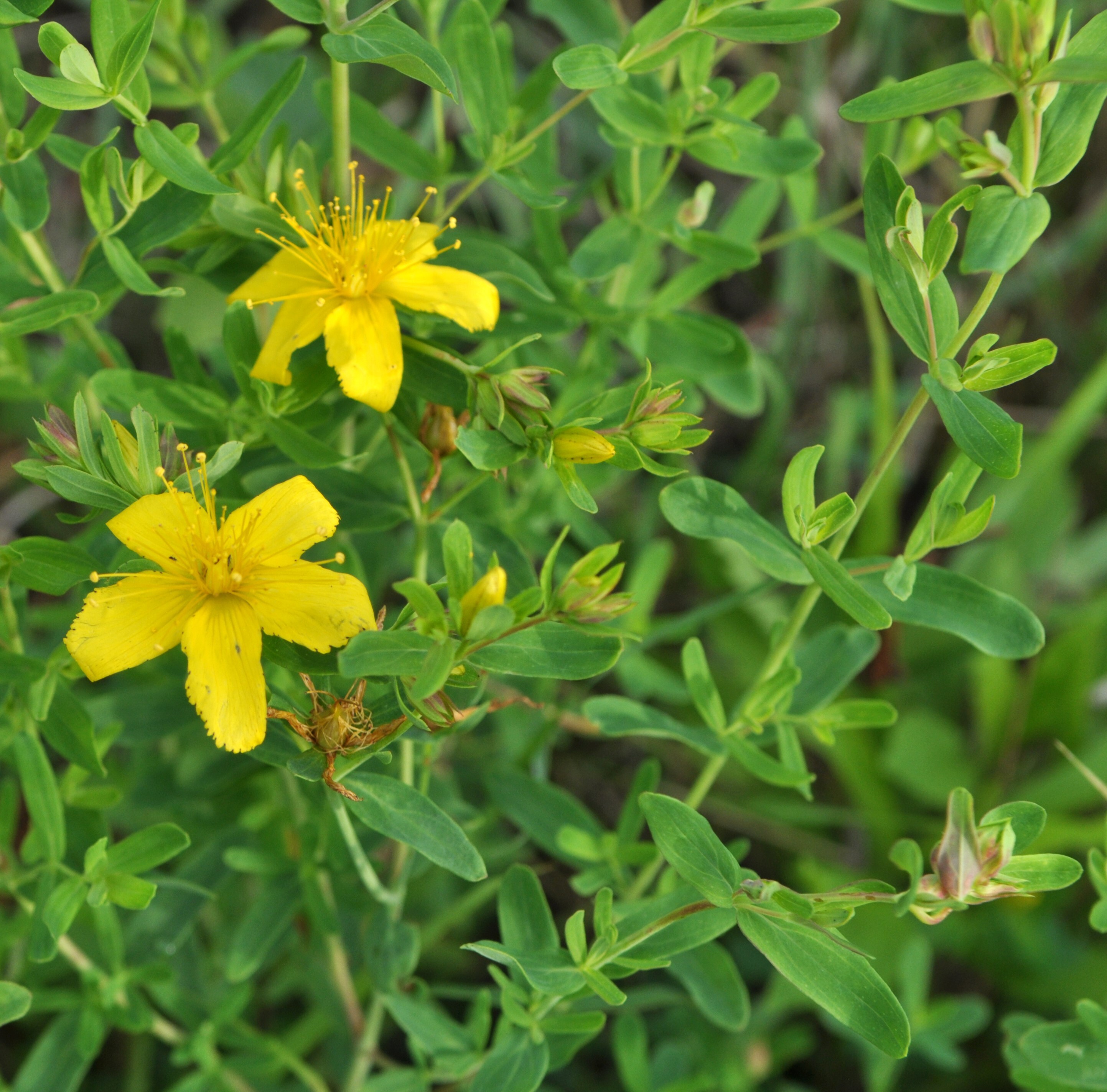 Hypericum Perforatum Herbaceous Plants Medicinal Herbs Perennial