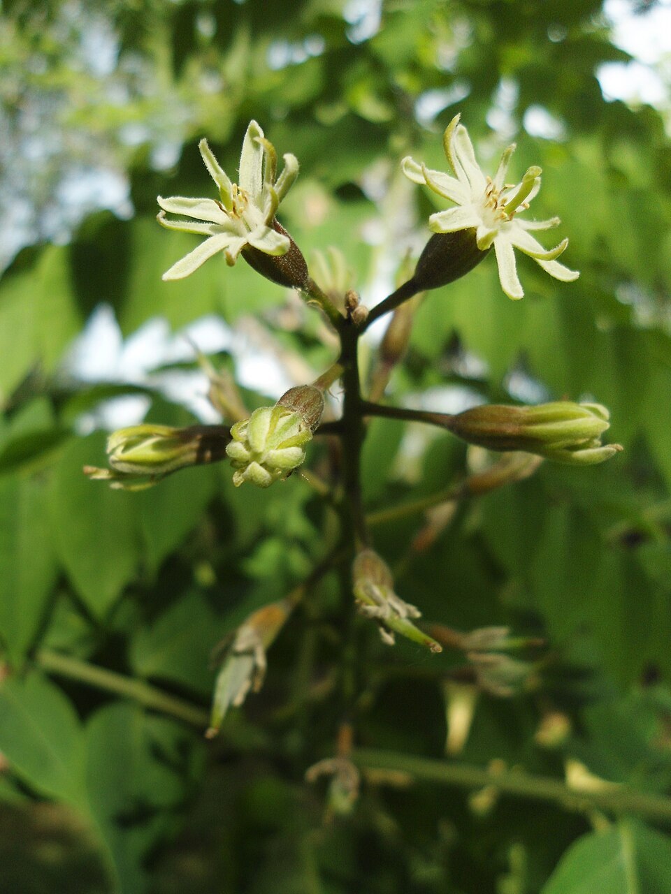 Gymnocladus dioicus - Deciduous,Hardwood,Shade Tree - Kentucky Coffee ...