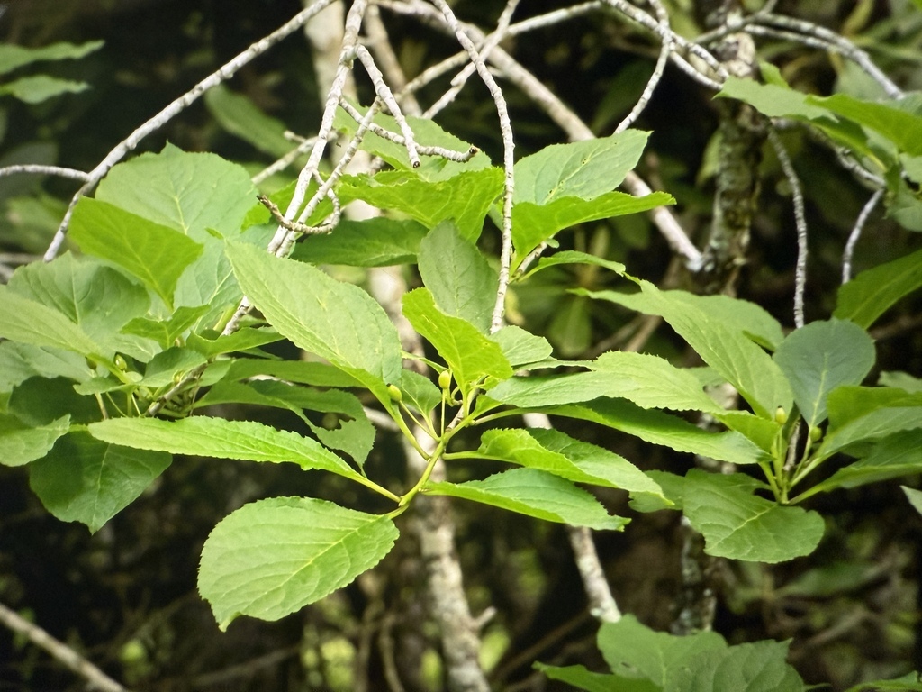 Ilex collina - Shrub - Cherry Holly, Long-stalk Holly, Longstalk Holly