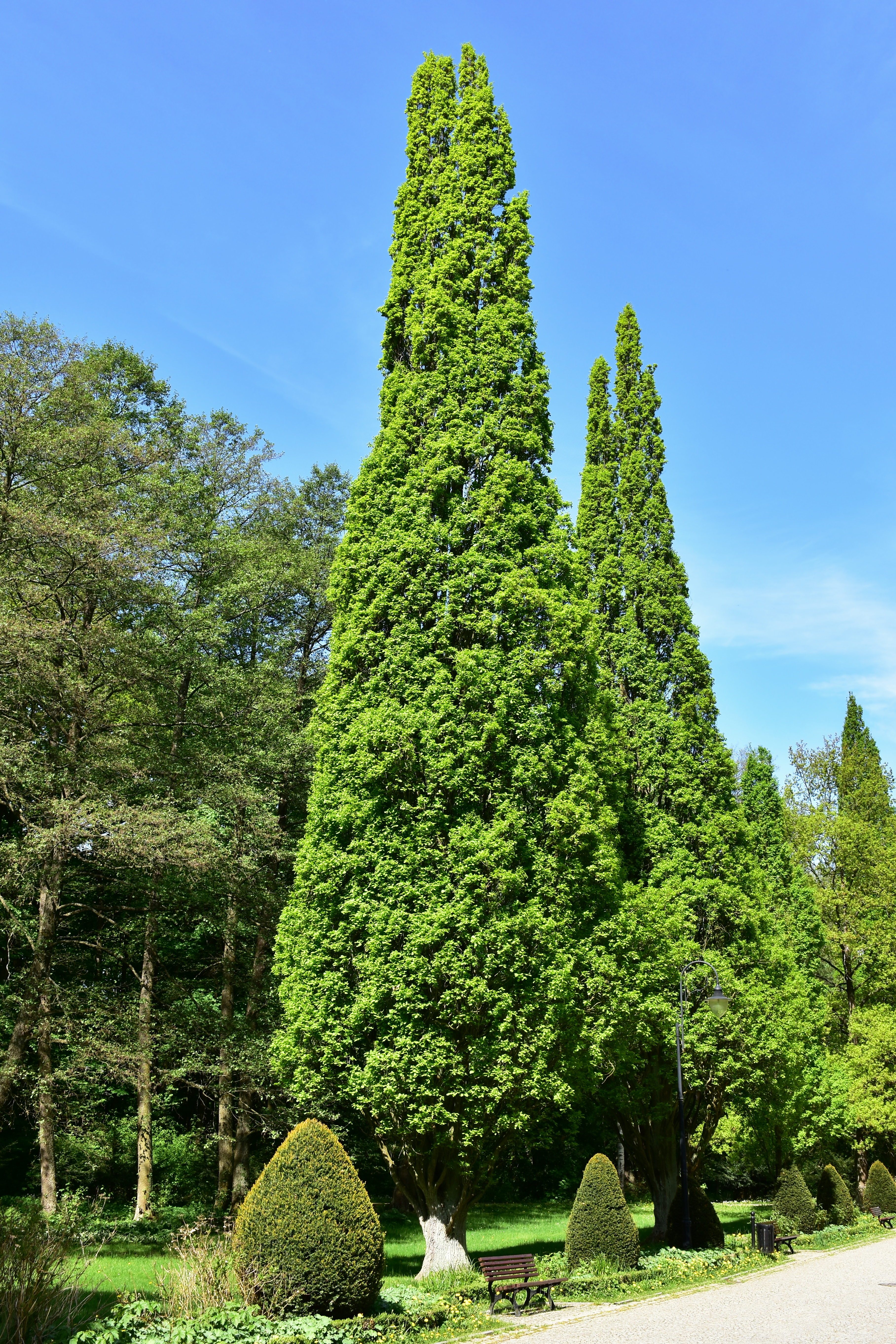 Quercus robur 'Fastigiata' - Hardwood - English Upright Oak, Upright ...
