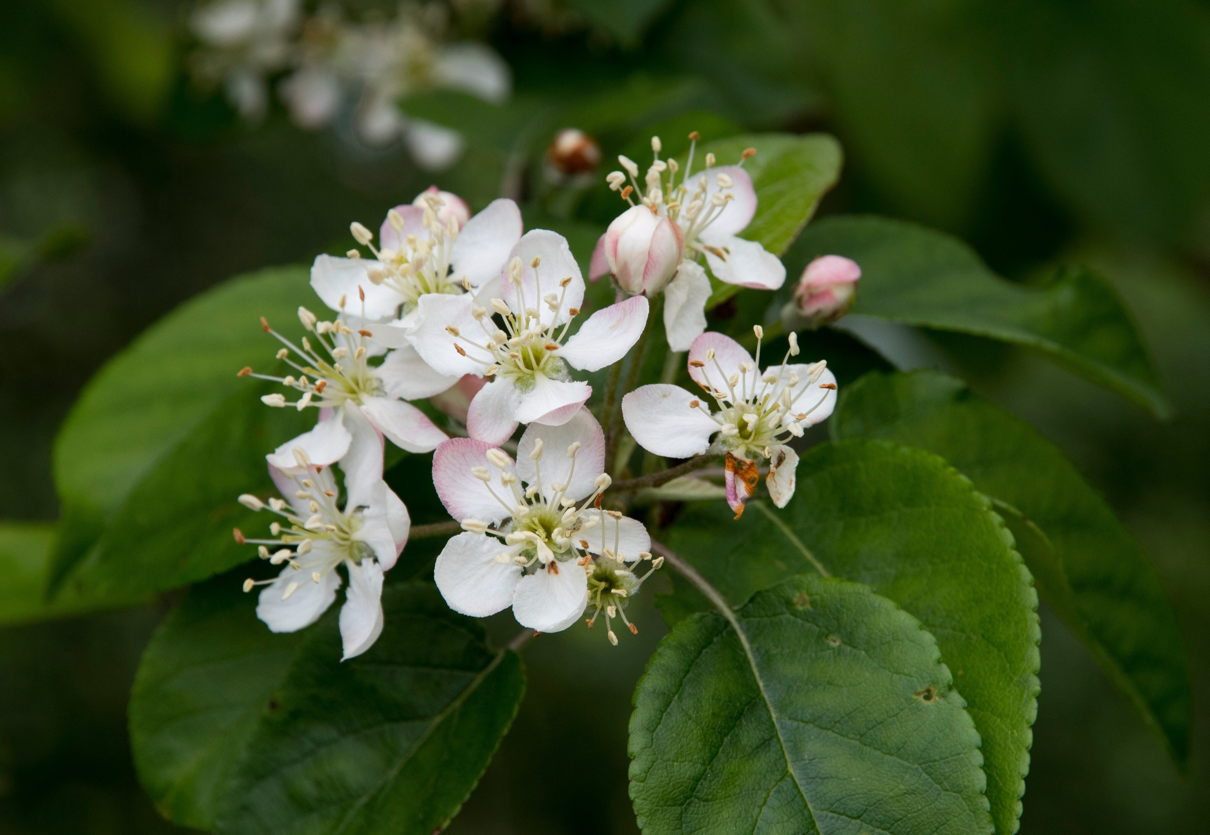 Malus ioensis - Common Bonsai,Flowering Tree - Prairie Crab Apple