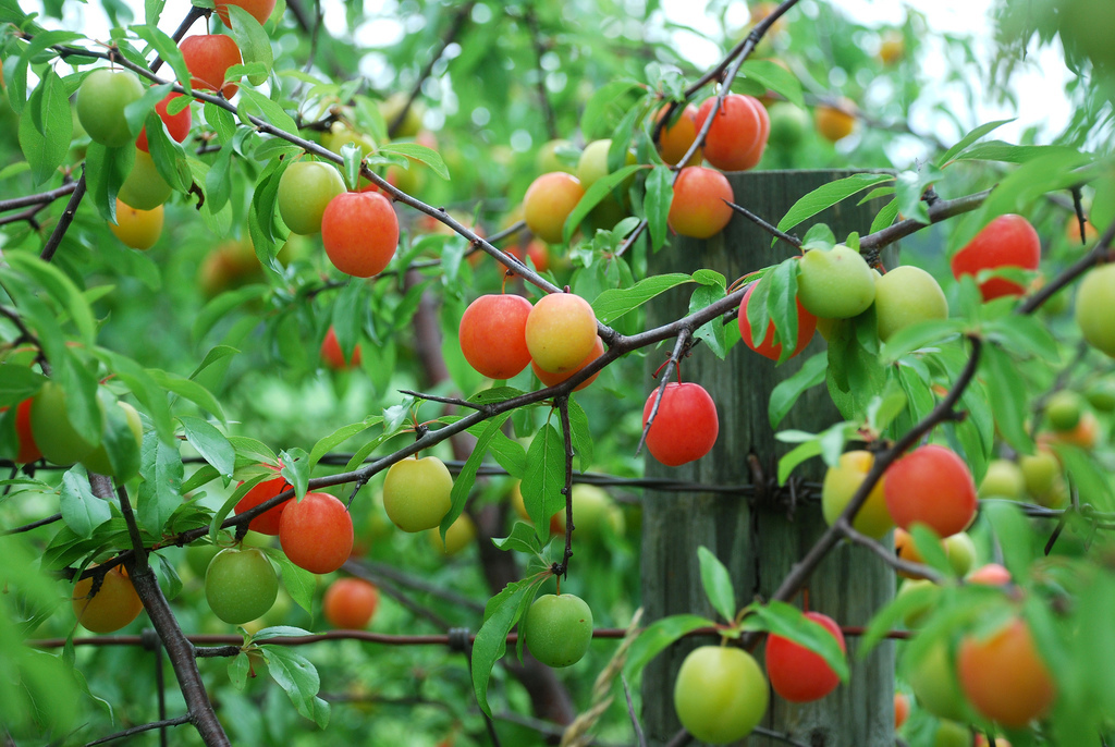 Prunus angustifolia - Flowering Tree - Chickasaw Plum, Sand Plum ...