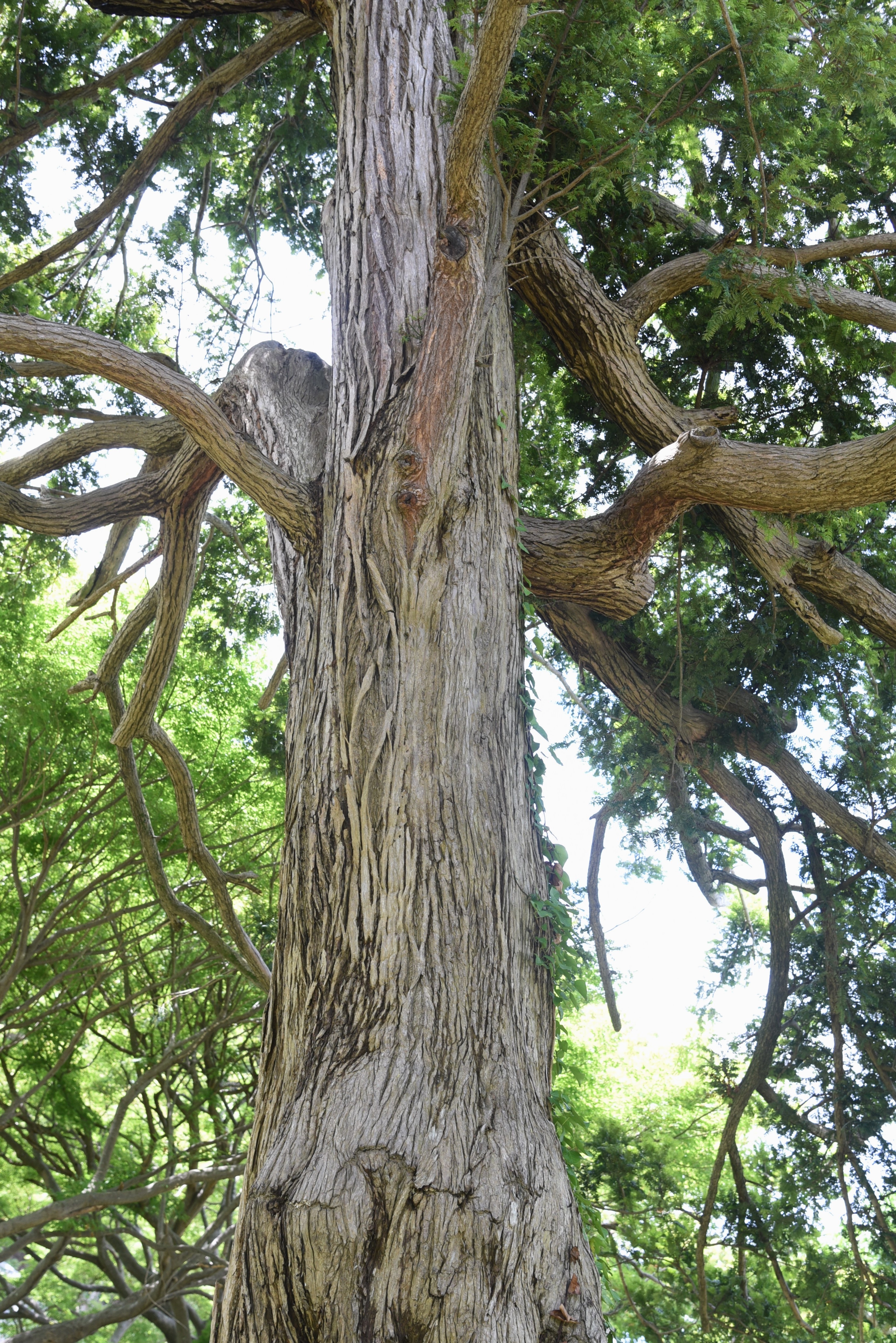 Torreya nucifera - Conifer - Japanese Nutmeg-Yew, Japanese Torreya, Kaya
