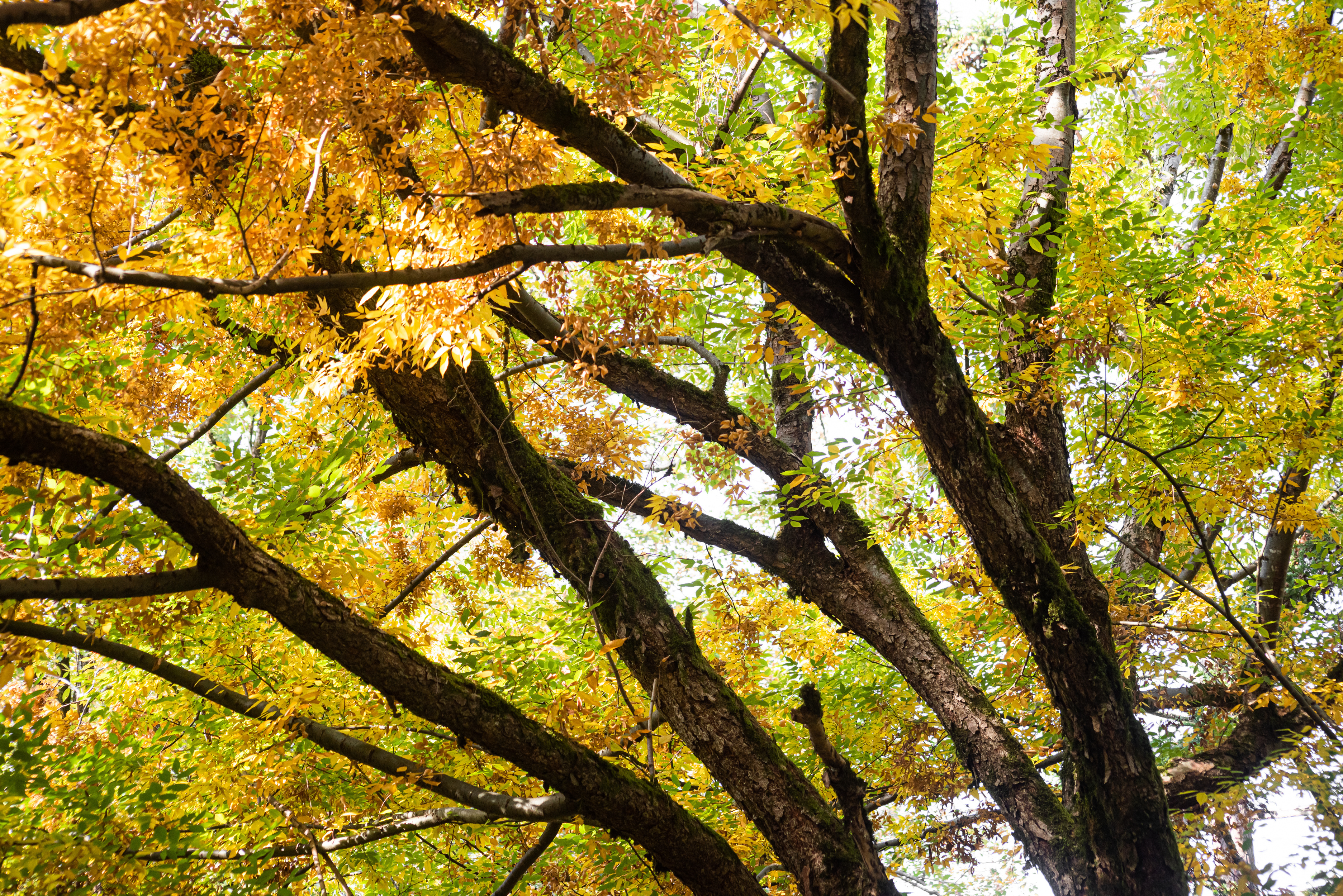 Zelkova schneideriana - Common Bonsai,Deciduous,Tree,Web page ...