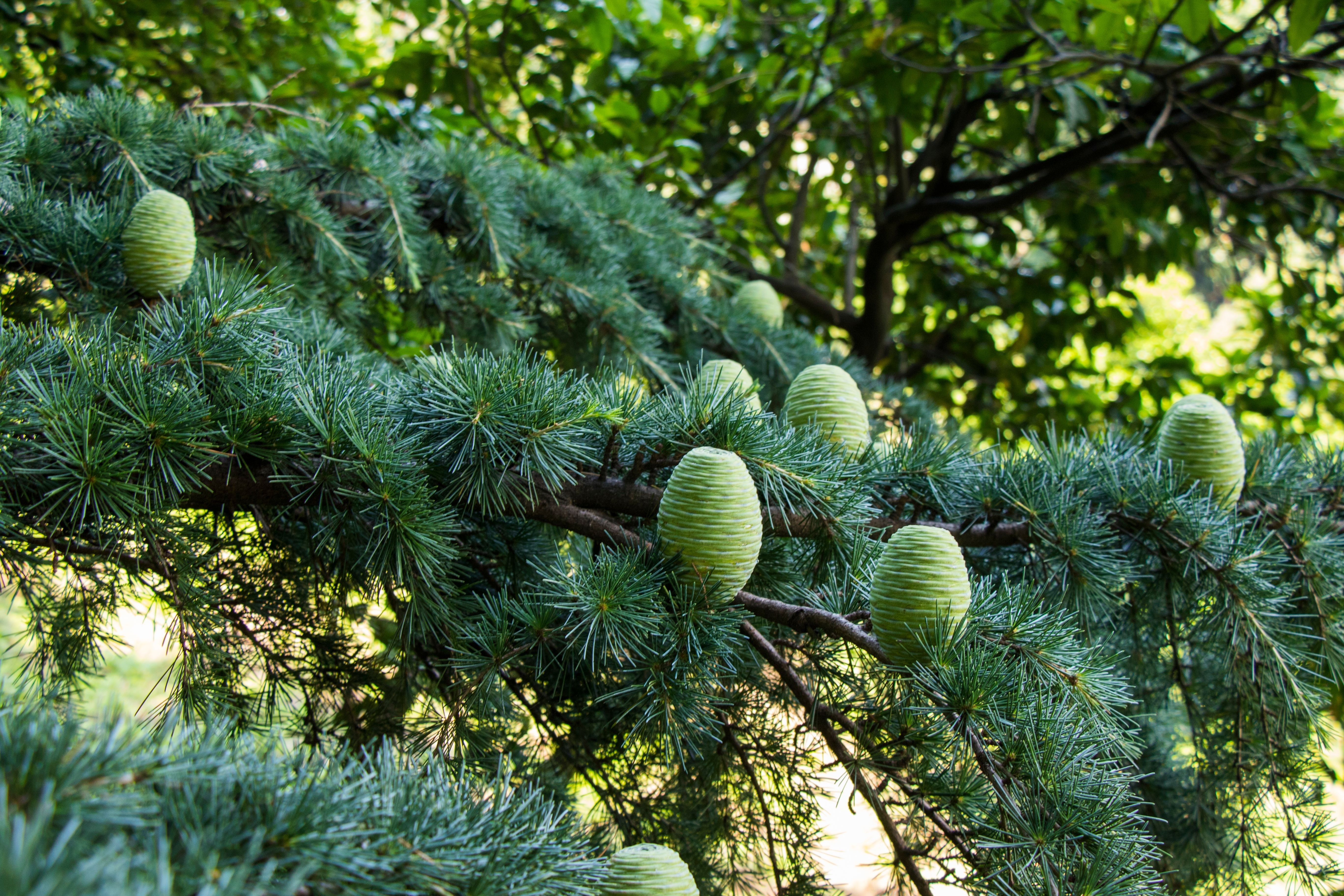 Cedrus deodara - Common Bonsai,Conifer,Evergreen Leaves,Medicinal Herbs ...