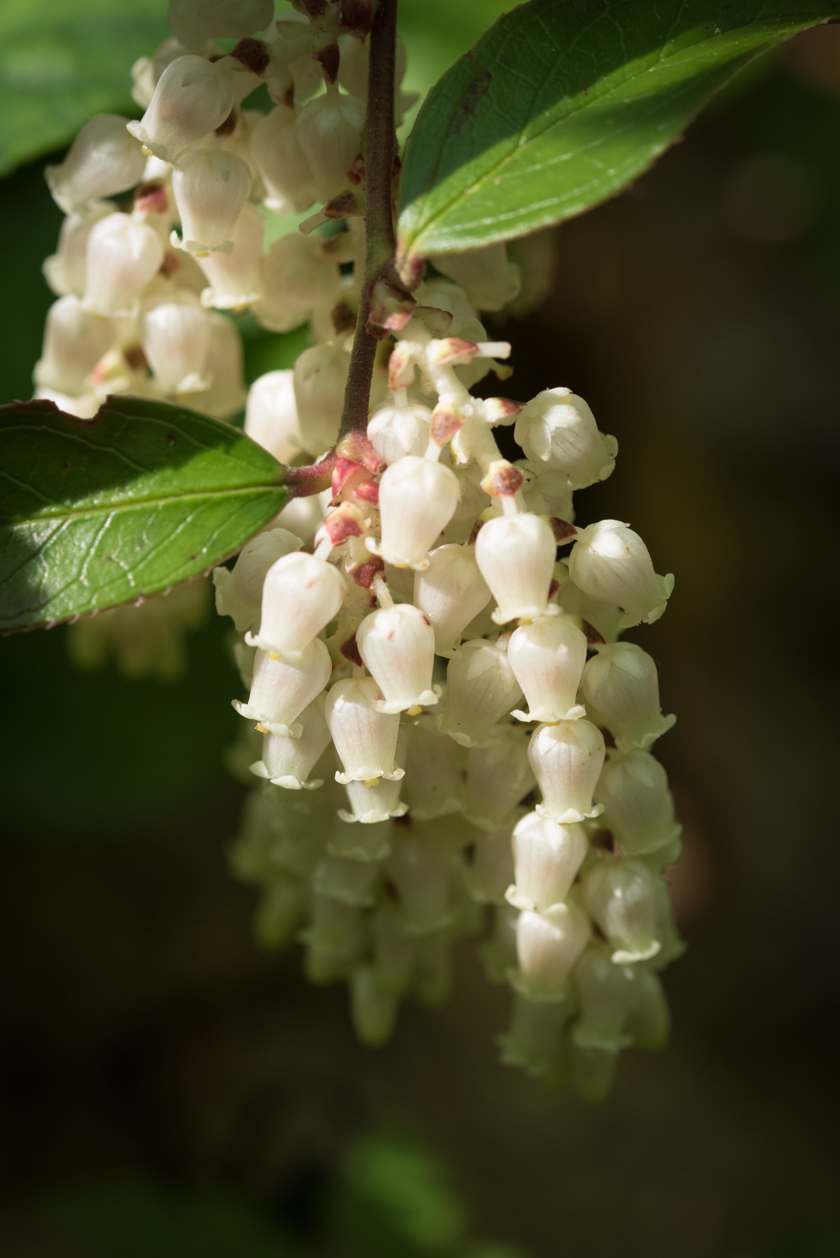 Leucothoe fontanesiana - Shrub - Dog Hobble, Mountain Doghobble
