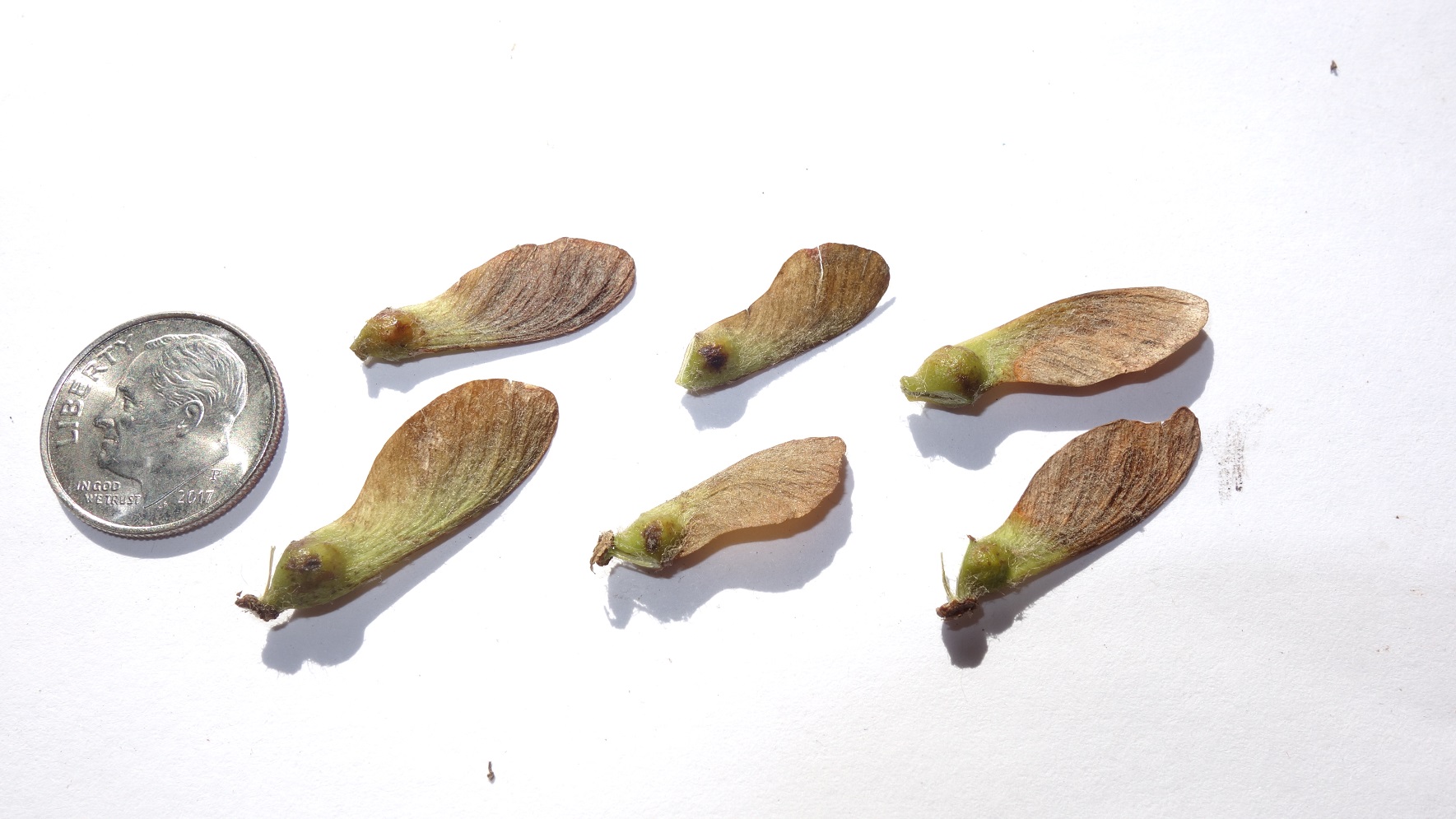 Acer japonicum 'Green Cascade' fresh/green seed - Common Bonsai ...