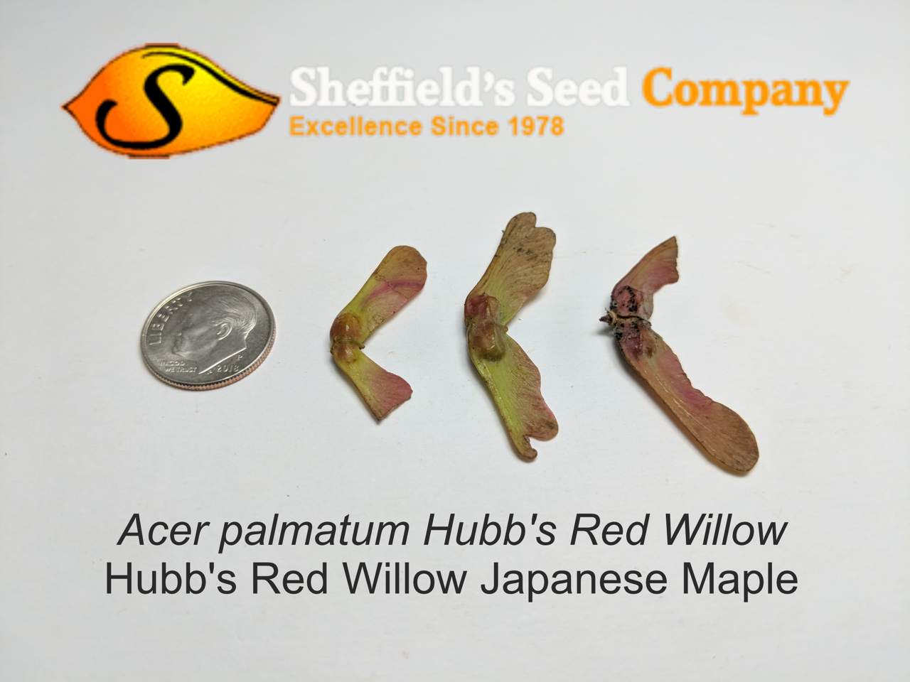 Acer palmatum 'Hubb's Red Willow' fresh/green seed - Common Bonsai ...