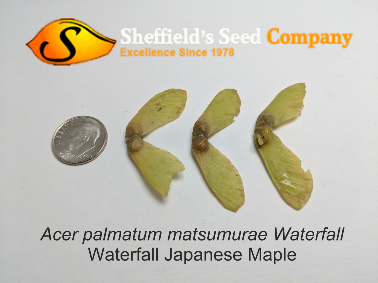 Acer palmatum ssp. matsumurae 'Waterfall' fresh/green seed - Common ...