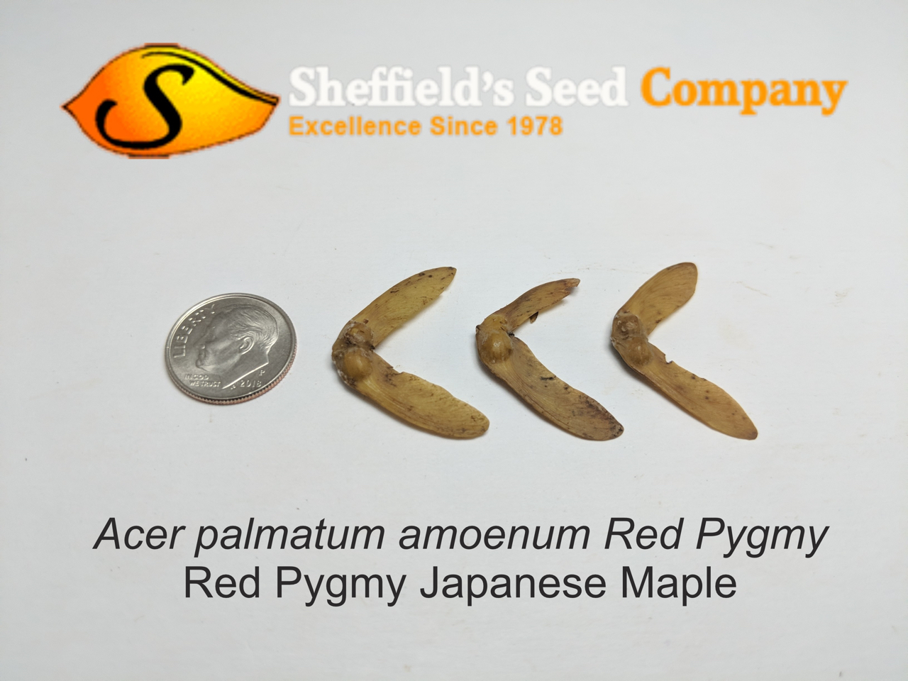 Acer palmatum ssp. amoenum 'Red Pygmy' fresh/green seed - Common Bonsai ...