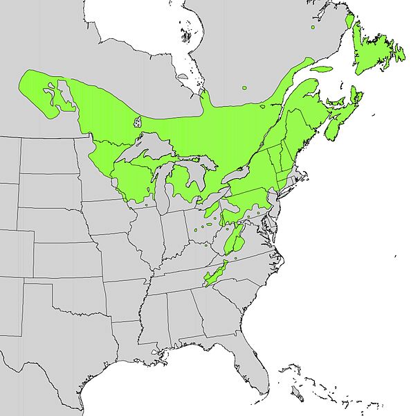 Acer spicatum - Hardwood - Moosewood, Mountain Maple