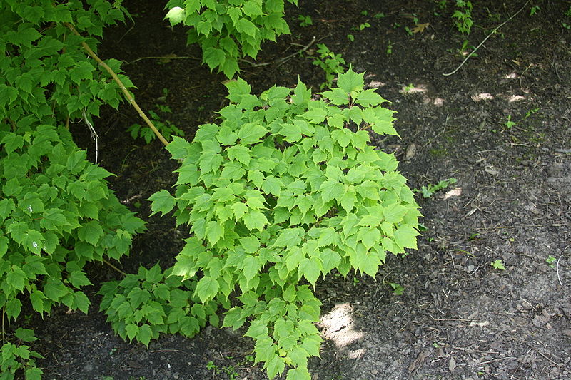 Acer barbinerve - Deciduous,Tree,Web page Navigation - Bearded Maple