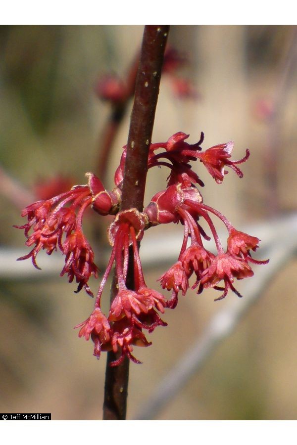 Acer rubrum var. drummondii - Hardwood - Drummond Red Maple, Drummond's ...